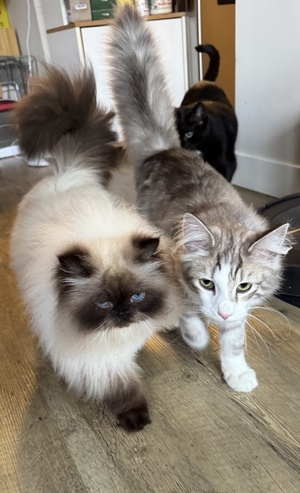 Vote for Mochi & Tygg (aka The Bros) | 2026 MRFRS Calendar Cover Cat ...