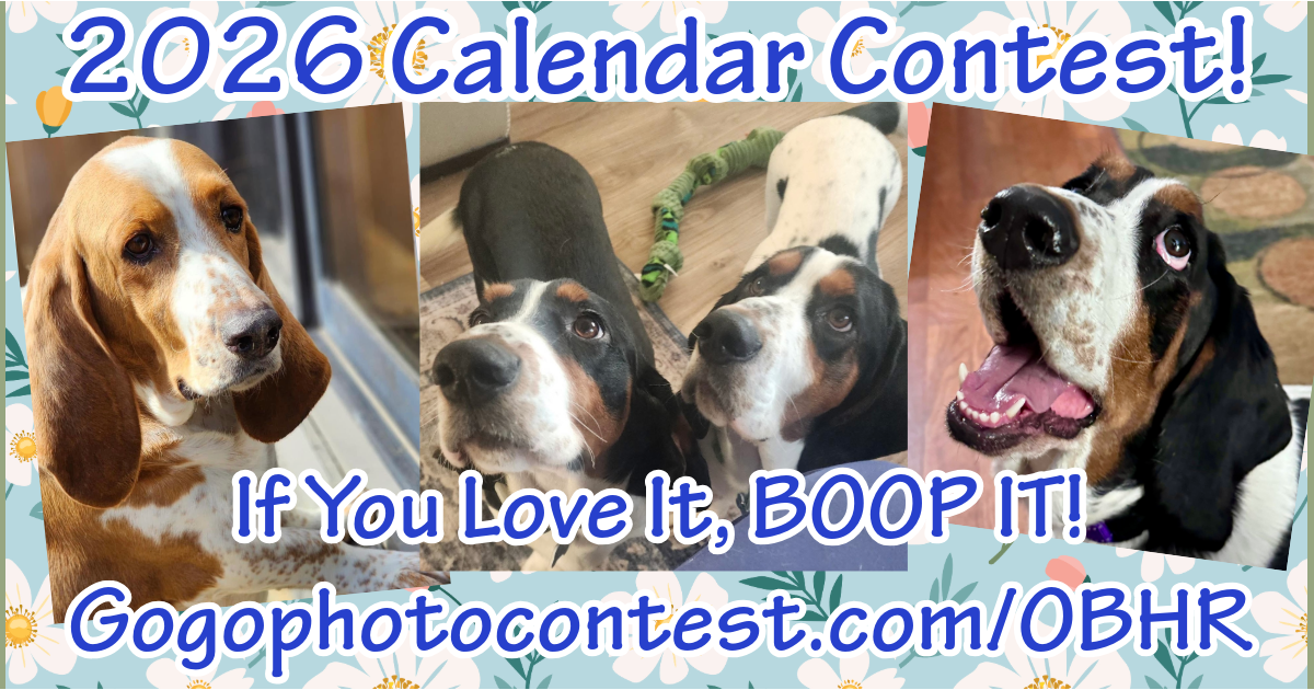 Ohio Basset Hound Rescue | If You Love It, BOOP IT!