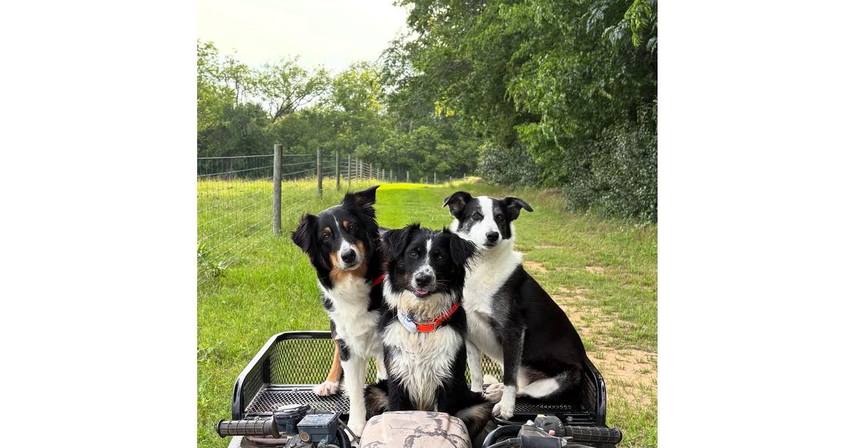 Vote for Addie Mae, Millie Sue, and Nellie | Montgomery Humane Society ...