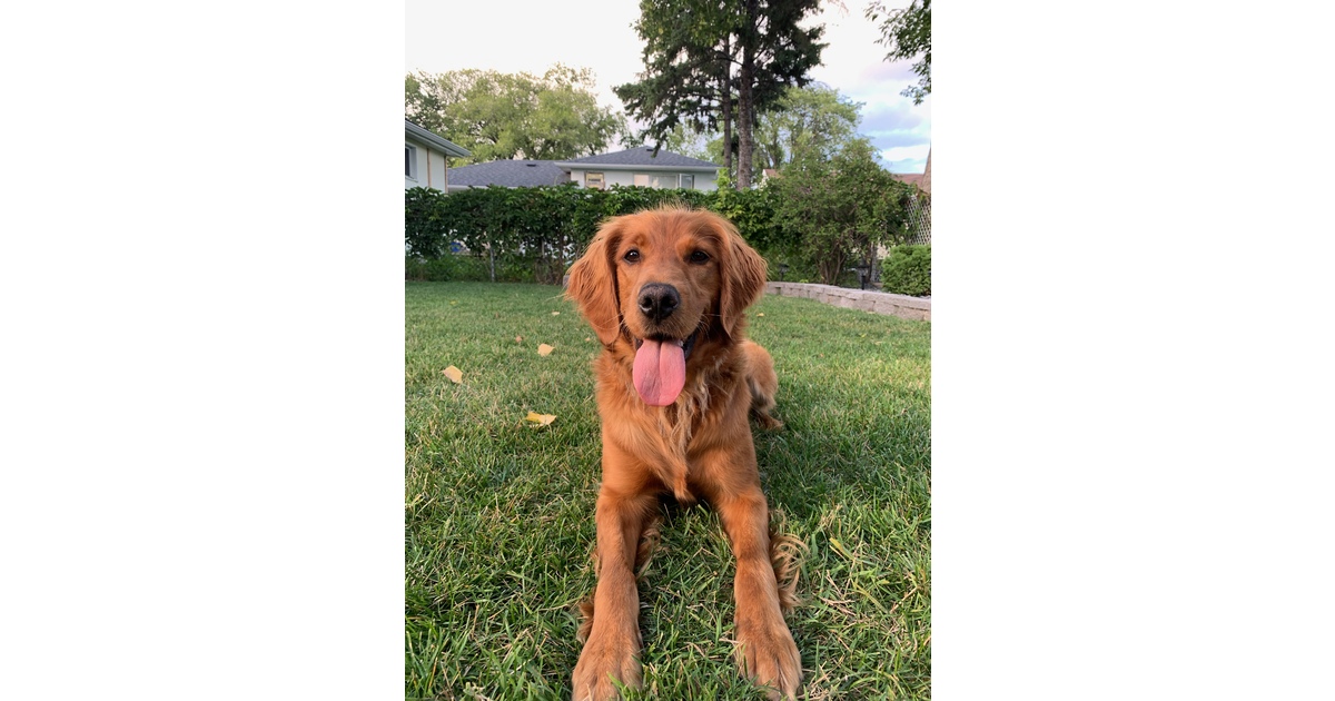 Vote for Chesney | WHS Pets on Pints