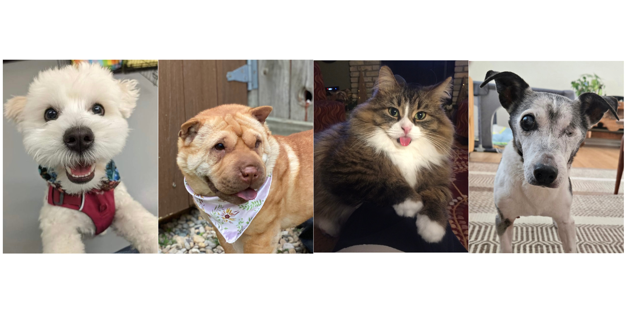 Winnipeg Humane Society | WHS Pets on Pints