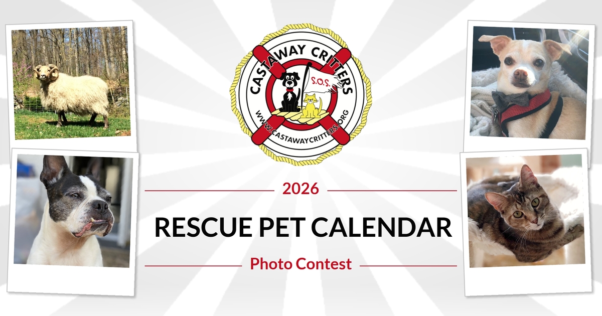 Castaway Critters | 2026 Rescue Pet Calendar Photo Contest