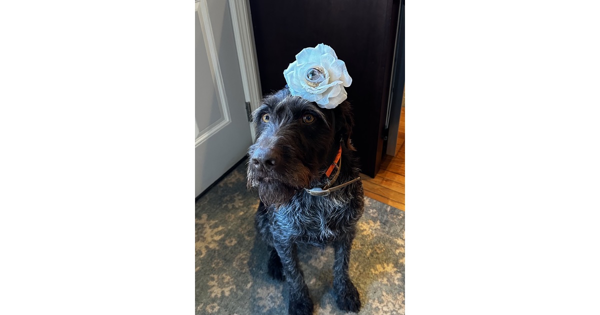 Vote for Odin | Best in Brew