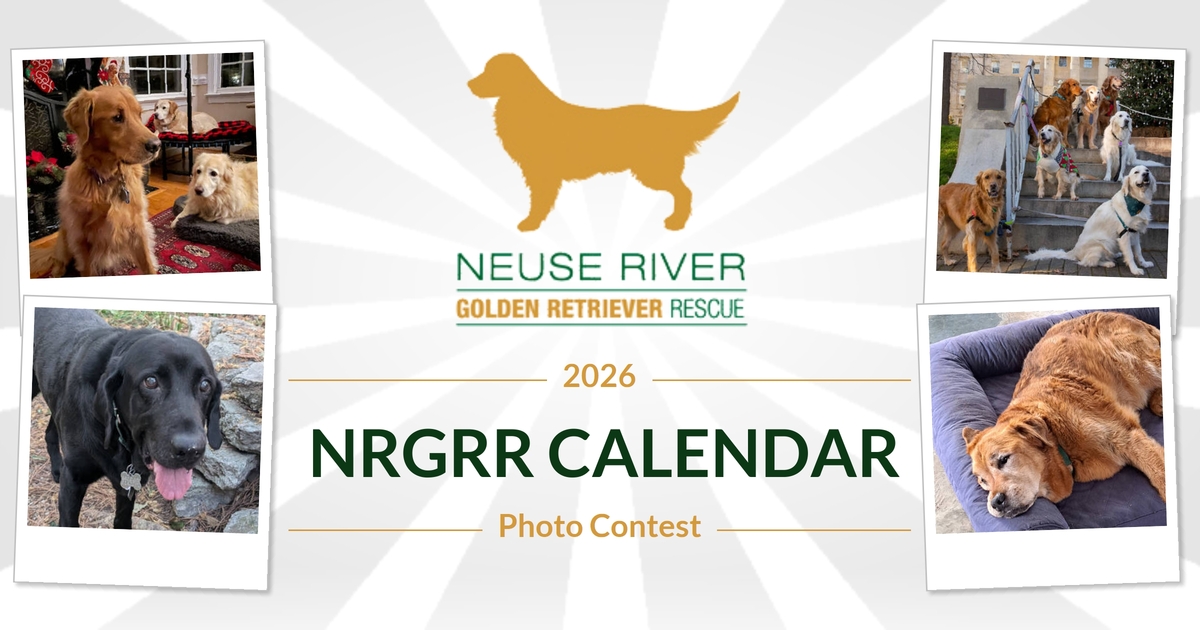 Neuse River Golden Retriever Rescue | 2026 NRGRR Calendar Contest