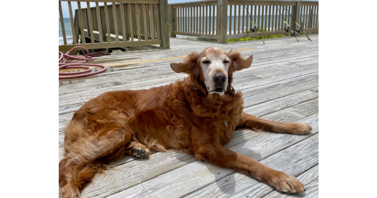 Vote for Marley | 2026 NRGRR Calendar Contest
