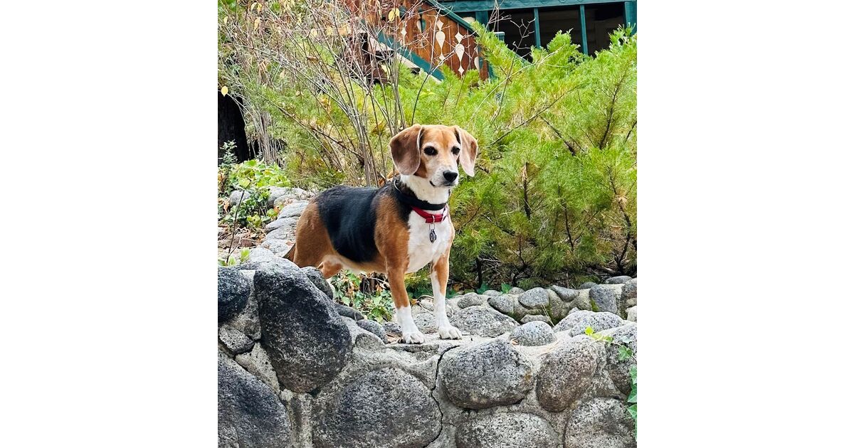 Vote for Oliver | 2026 Calendar Photo Contest