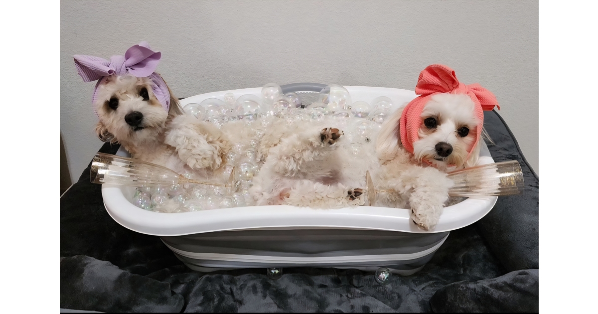 Vote for Brityn and Brinly | 2025 Tails of Summer Pet Photo Contest