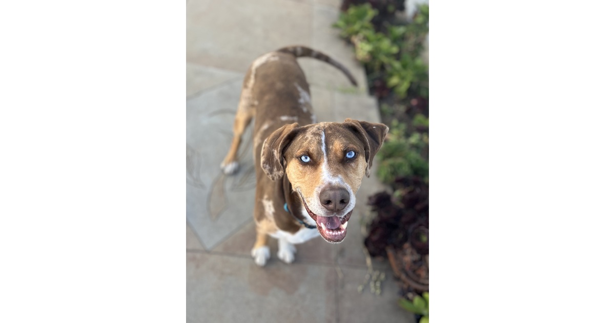 Vote for Ajax | Santa Cruz County Animal Shelter Calendar Contest