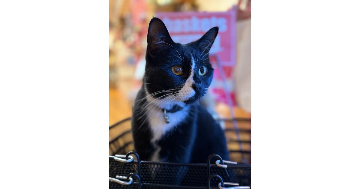 Vote for Iris Louise PV | Santa Cruz County Animal Shelter Calendar Contest