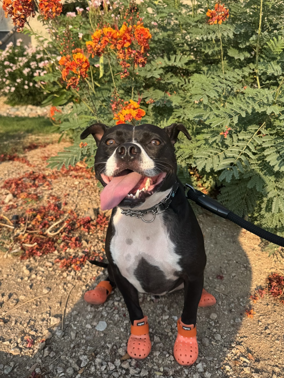 Vote for Mako | One Love Arizona’s Dogs of the Desert Calendar Contest