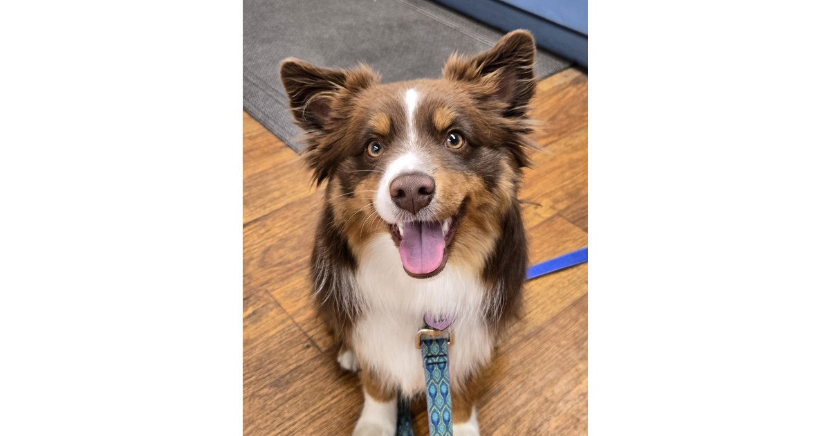 Vote for LUCY | A Year of Paws