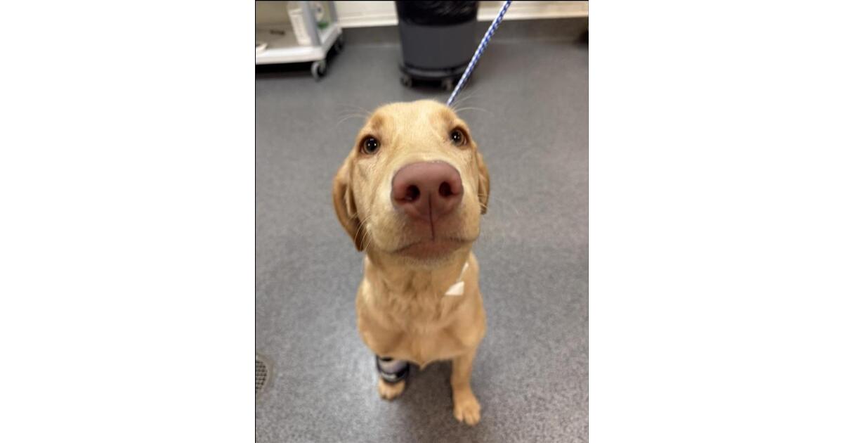 Vote for Nala | A Year of Paws