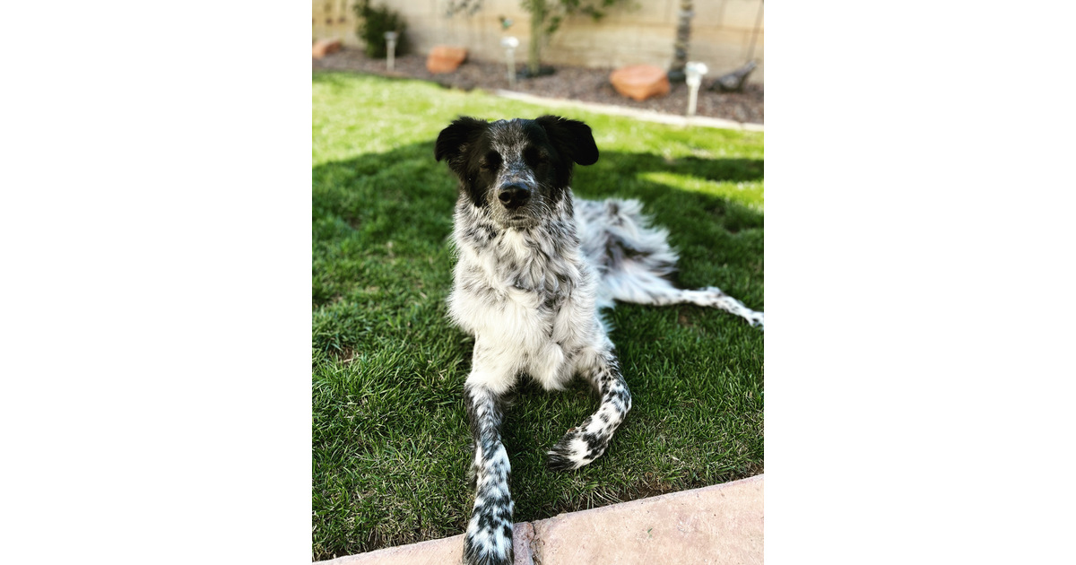 Vote for George | 2026 Michael’s Angel Paws Calendar Sponsored by ...