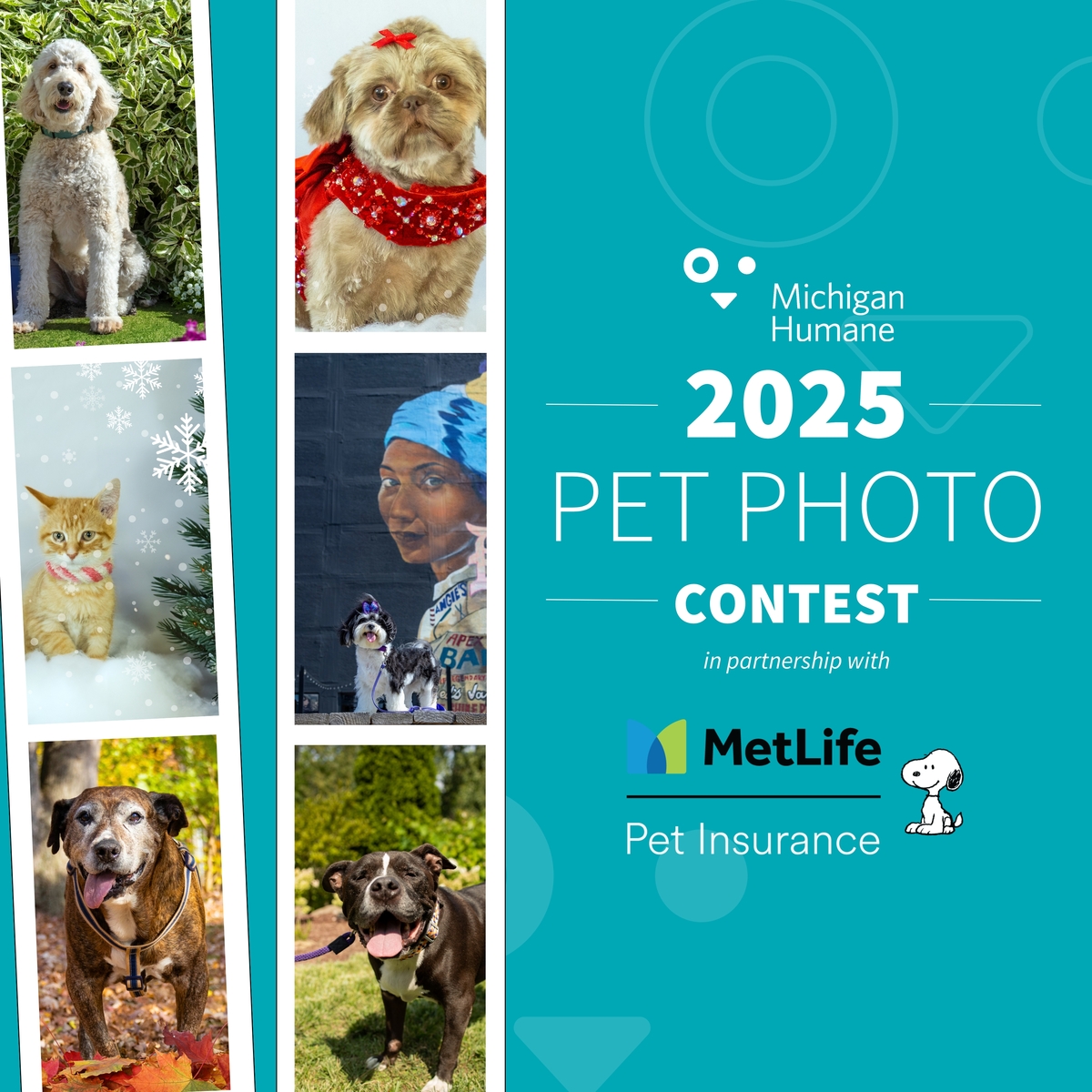 Rules | Michigan Humane | 2025 Michigan Humane Pet Photo Contest