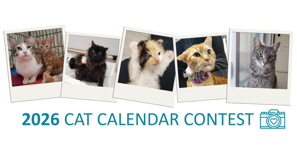 About Us | Alley Cat Advocates | 2026 Cat Calendar Contest