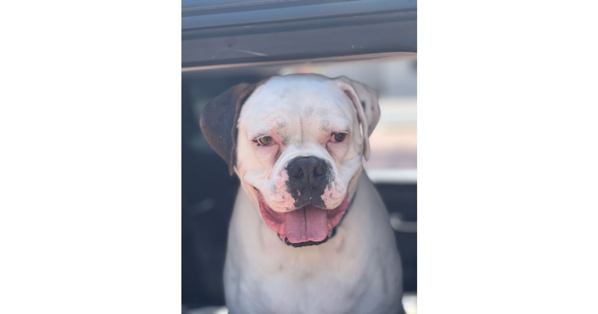 Vote for Chance | Talbot Humane’s 7th Annual 2026 Petparazzi Calendar ...