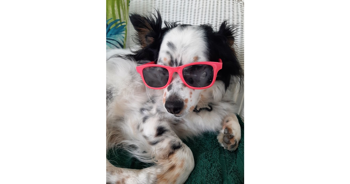 Vote for Benjie | Above & Beyond English Setter Rescue 2026 Star Search