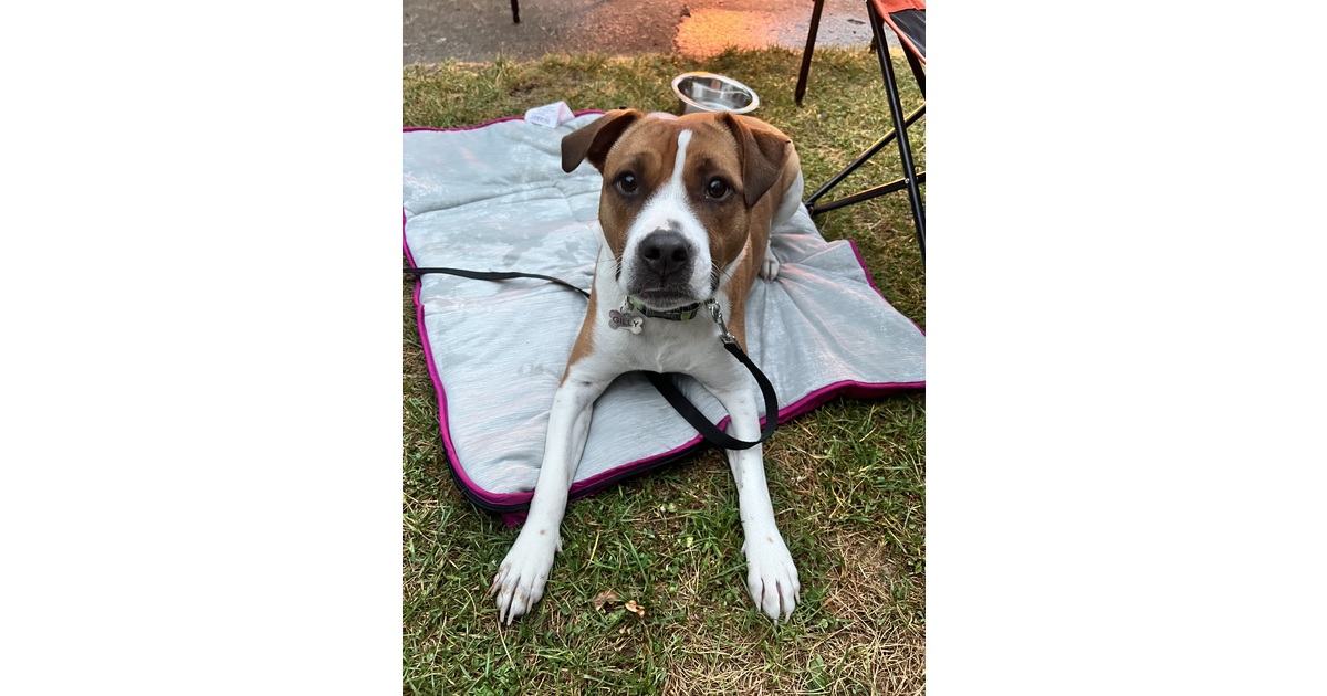 Vote for Gilly | 2026 City Dogs & City Kitties Rescue Calendar Contest
