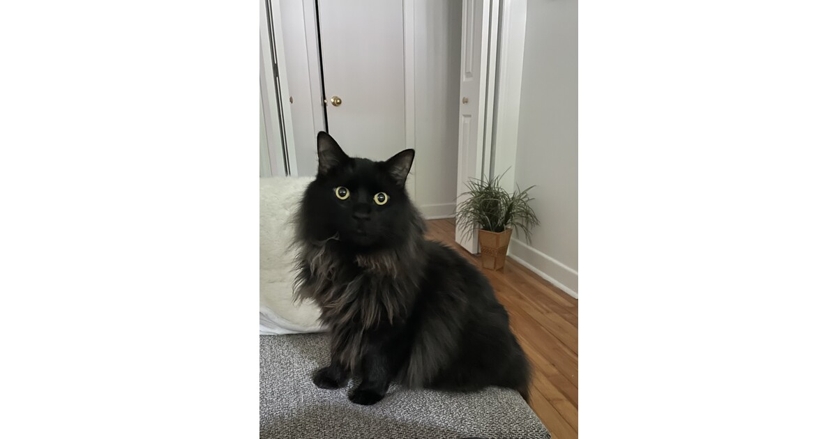 Vote for Batman | Concours calendrier 2026 de la SPCA de Montréal ...