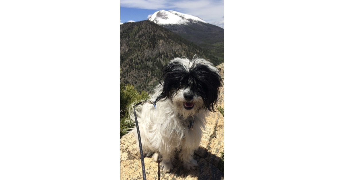 Vote for Murphy | Summit Lost Pet Rescue Homeward Bound Calendar Contest