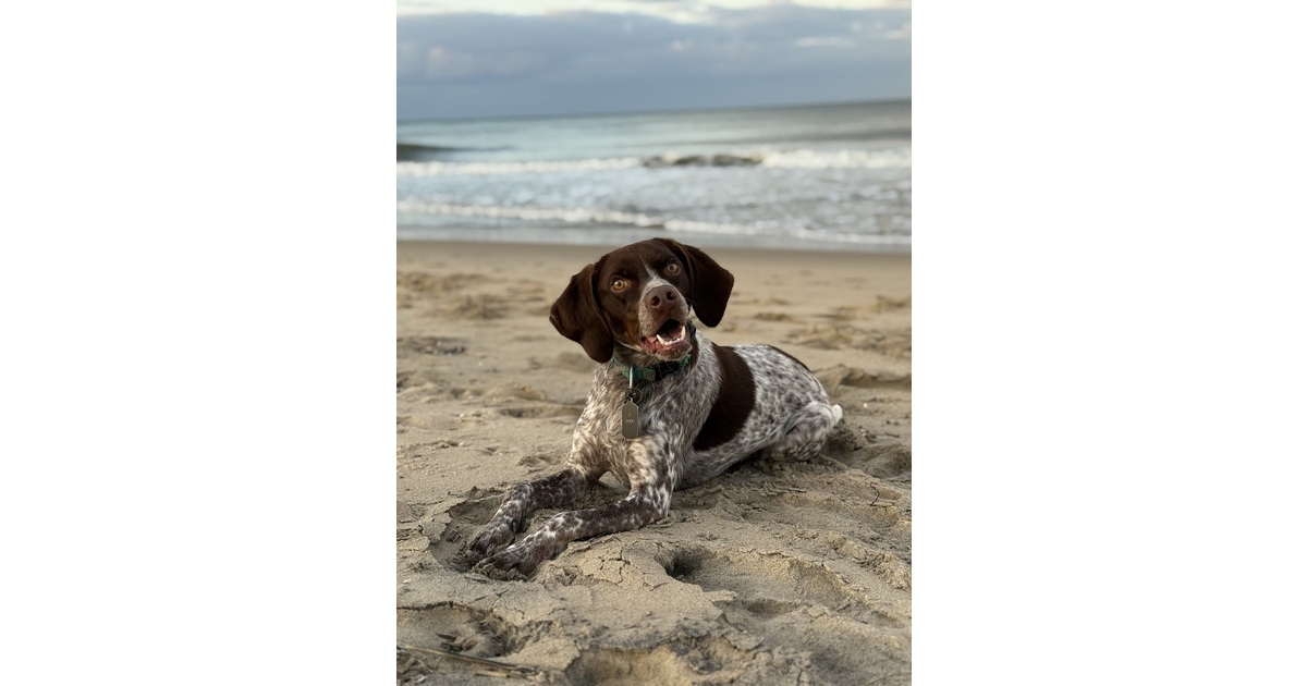 Vote for Duck | 2026 GSP Rescue Calendar Contest