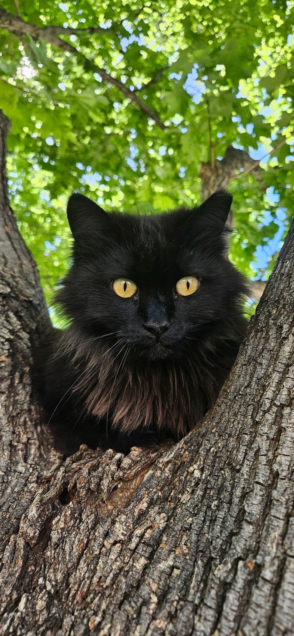 Vote for Panther | Calendar Photo Contest