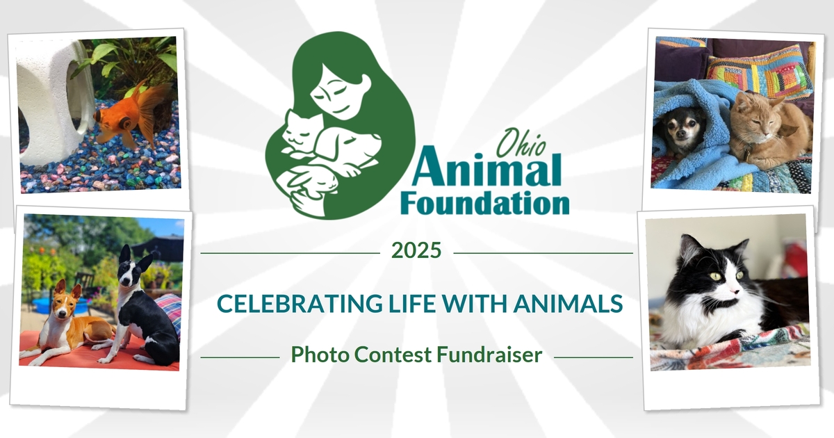 Ohio Animal Foundation | Celebrating Life with Animals