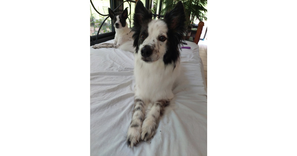 Vote for Teddy Bear & Sweet Pea | Four Footed Friends 2026 Pet Photo ...