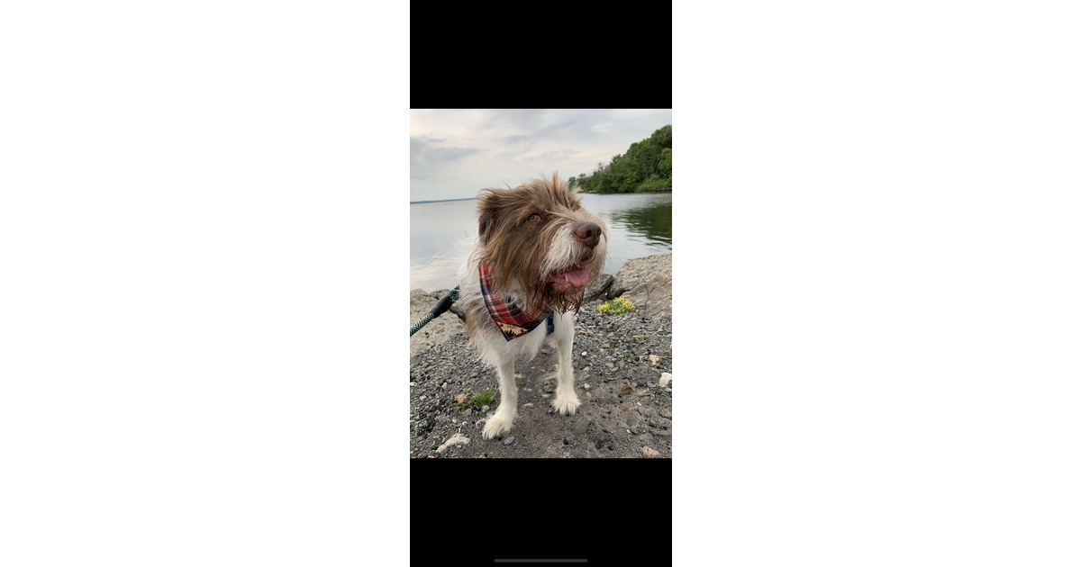 Vote for Scruffy | Four Footed Friends 2026 Pet Photo Calendar Contest