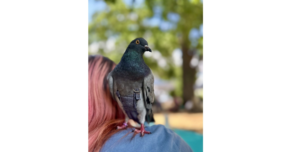 Vote for Raven | Palomacy 2026 Calendar Fundraiser