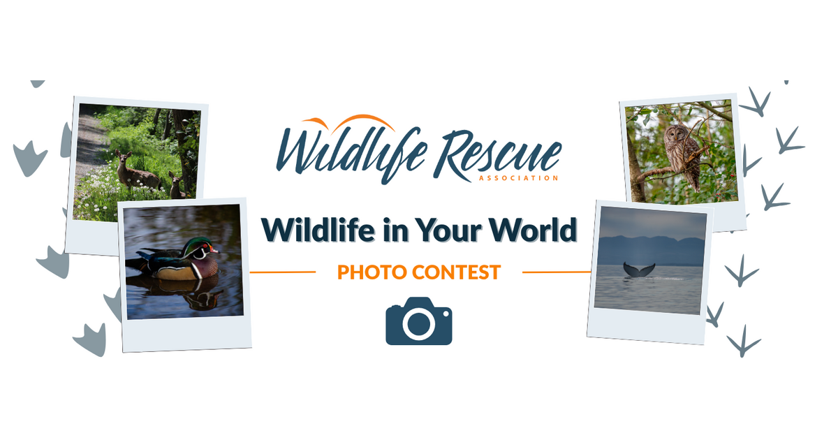 About Us | Wildlife Rescue Association of BC | Wildlife in Your World