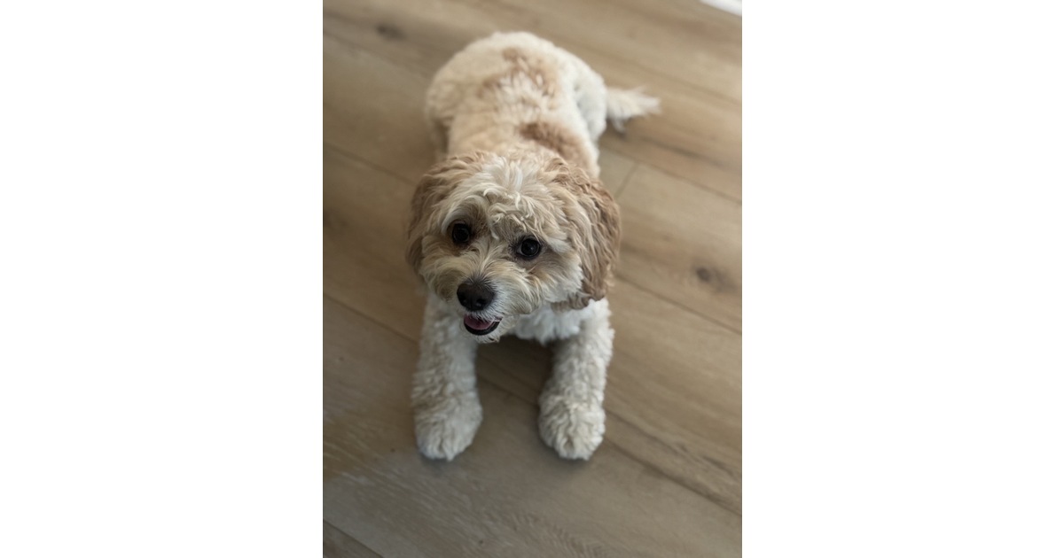 Vote for Taffy | Howling Heroes LAFD Calendar Contest