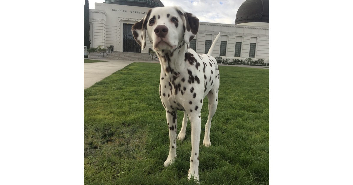 Vote for Luna | Howling Heroes LAFD Calendar Contest