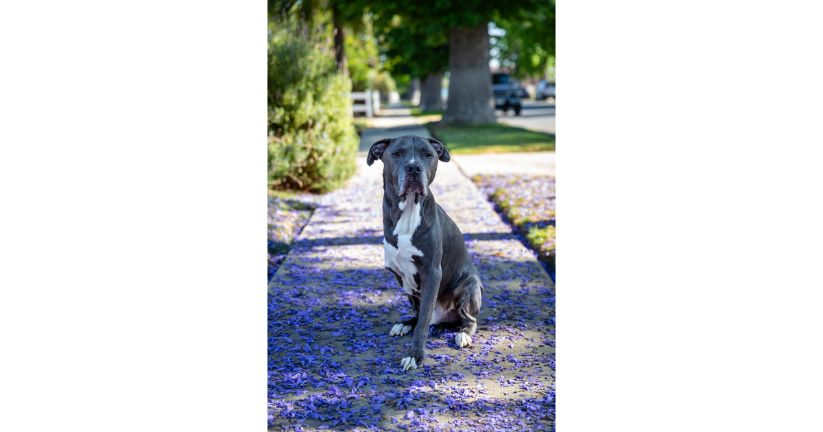 Vote for Charlie | Howling Heroes LAFD Calendar Contest