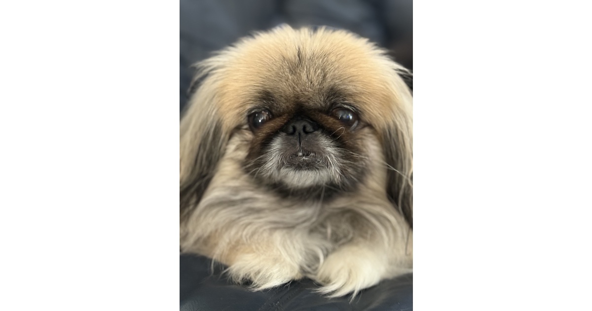 Vote for Tinkers | Howling Heroes LAFD Calendar Contest