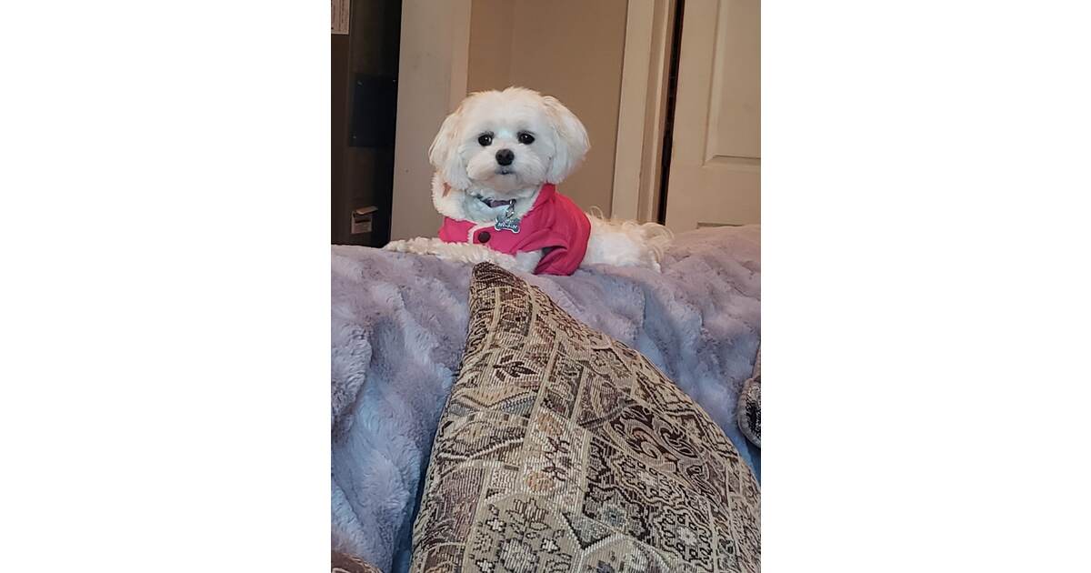 Vote for Paloma | Howling Heroes LAFD Calendar Contest