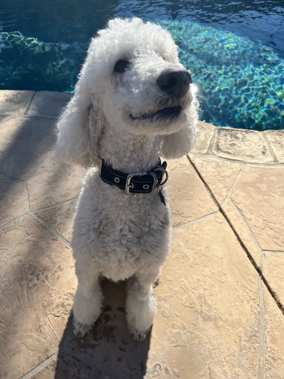 Vote for Bear | Howling Heroes LAFD Calendar Contest