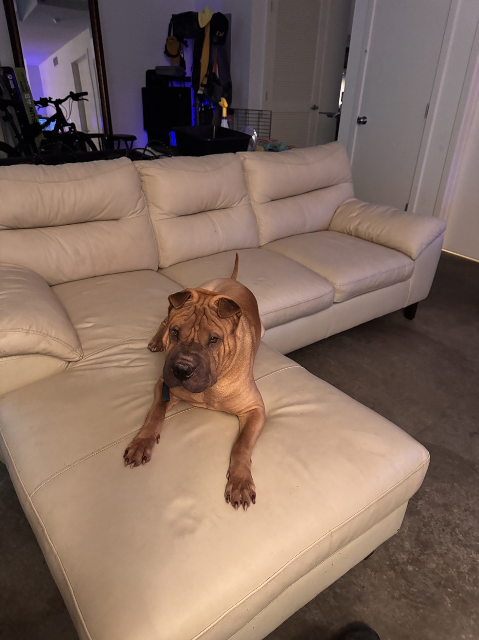 Vote for Couch-Pei-Tato. | Howling Heroes LAFD Calendar Contest