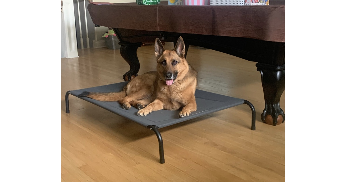 Vote for Keisel | 2026 Fidelco Guide Dogs Calendar Photo Contest