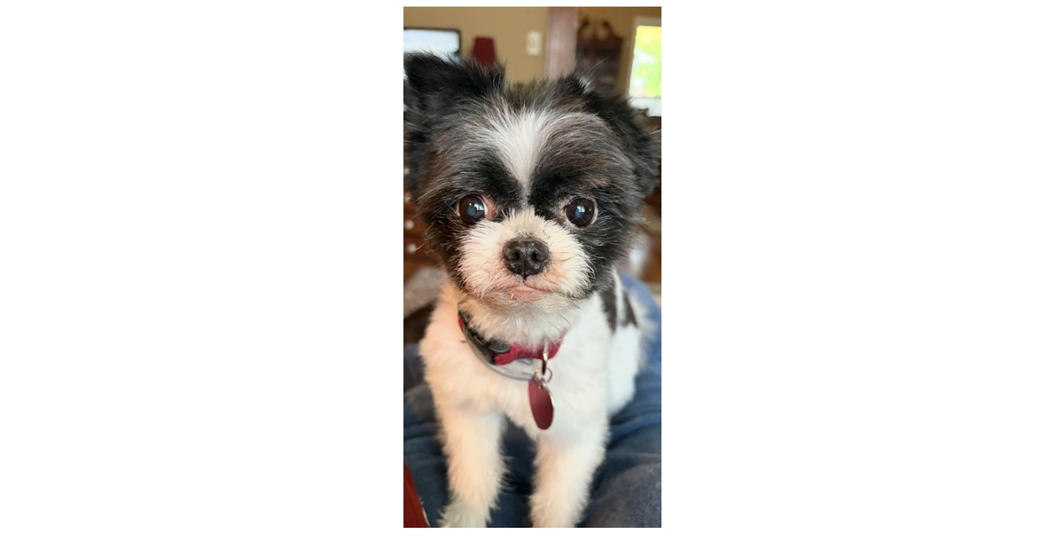 Vote for Ollie | Pints for Pets Beer Label Photo Contest