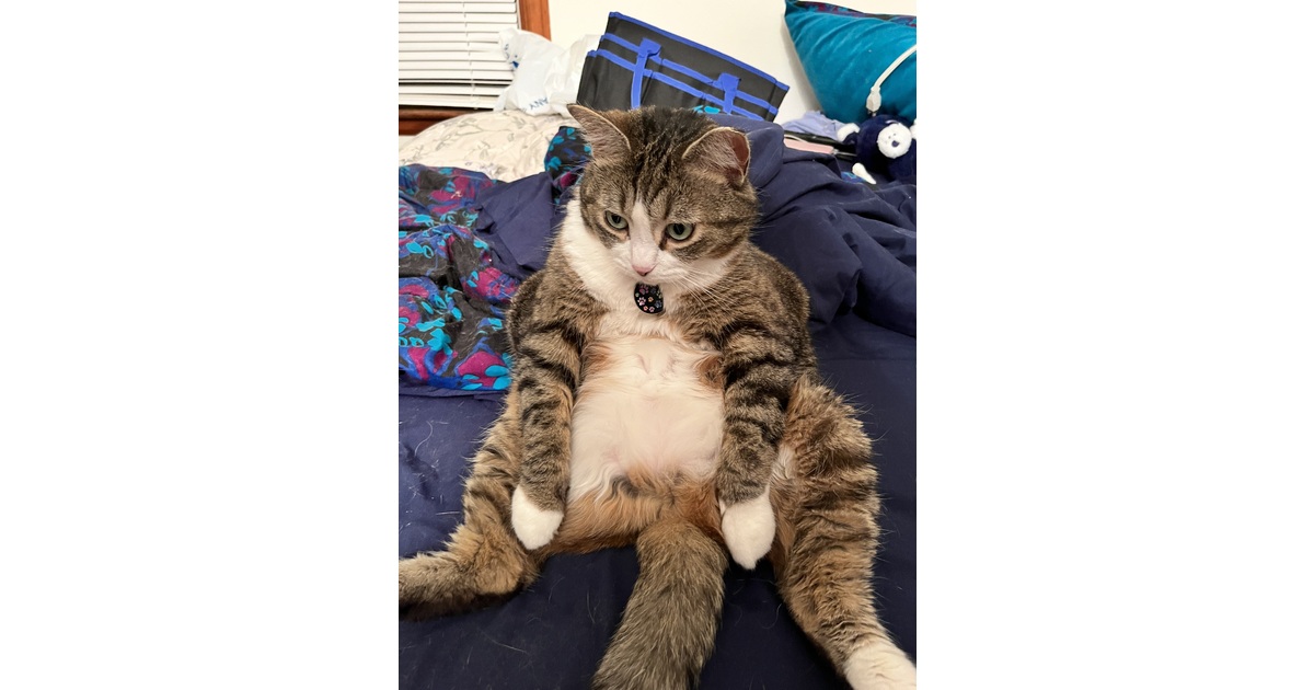 Vote for Mittens | Pints for Pets Beer Label Photo Contest