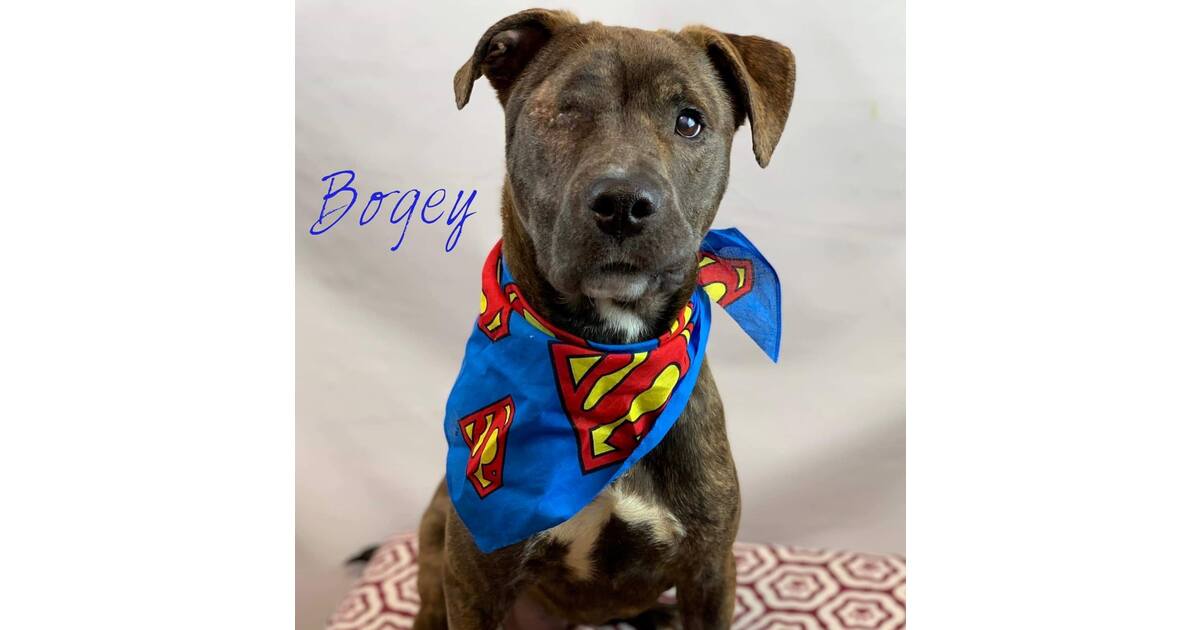 Vote for Bogey | Pints for Pets Beer Label Photo Contest