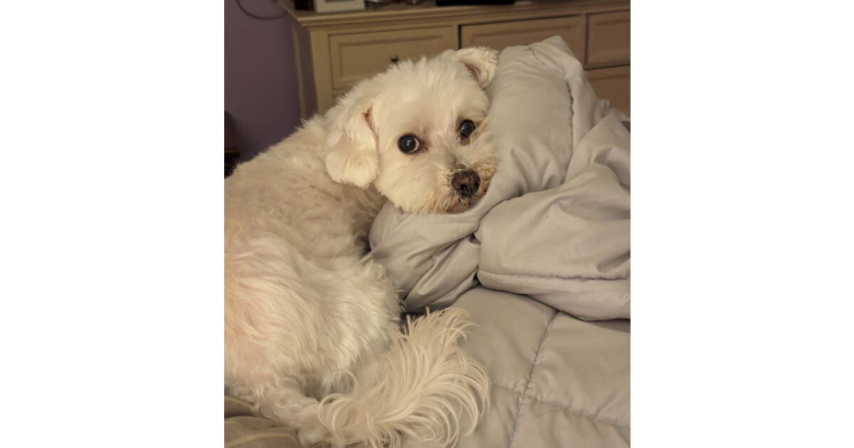 Vote for Rory | Pints for Pets Beer Label Photo Contest