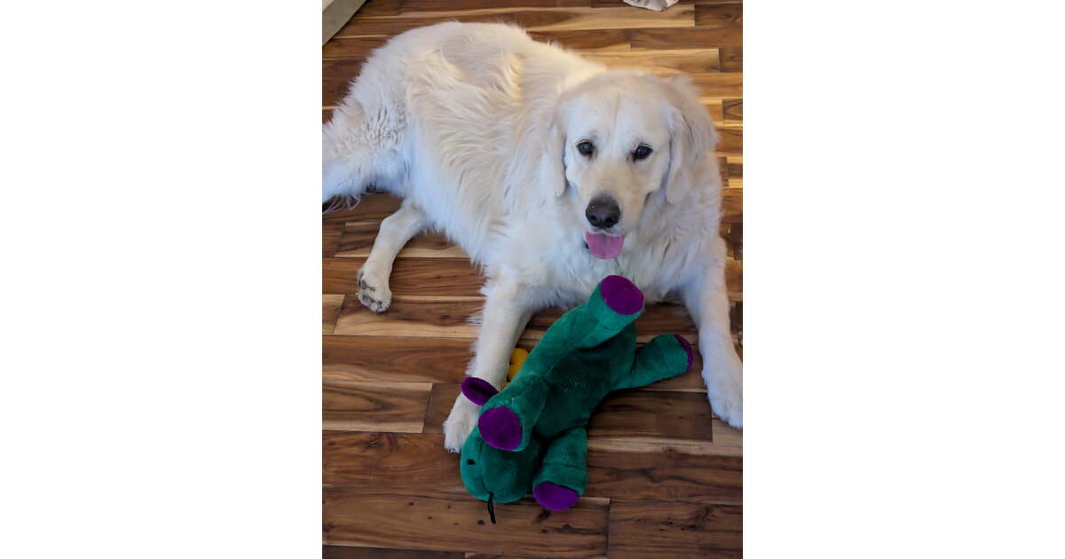 Vote for Archie | Pints for Pets Beer Label Photo Contest