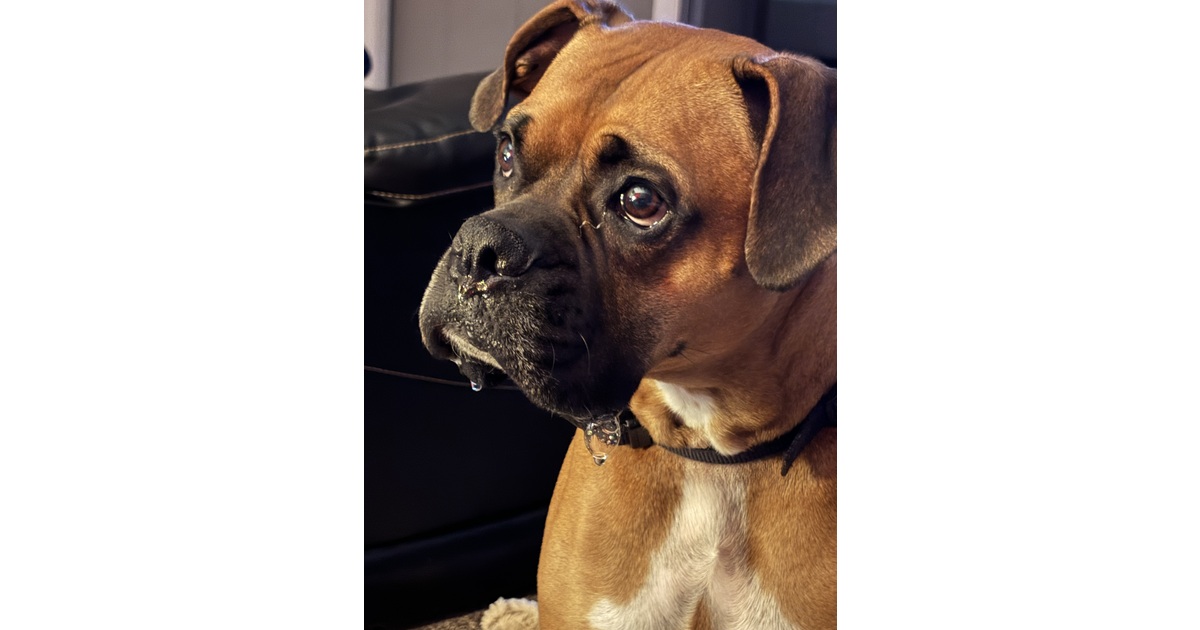 Vote for Olive | Pints for Pets Beer Label Photo Contest