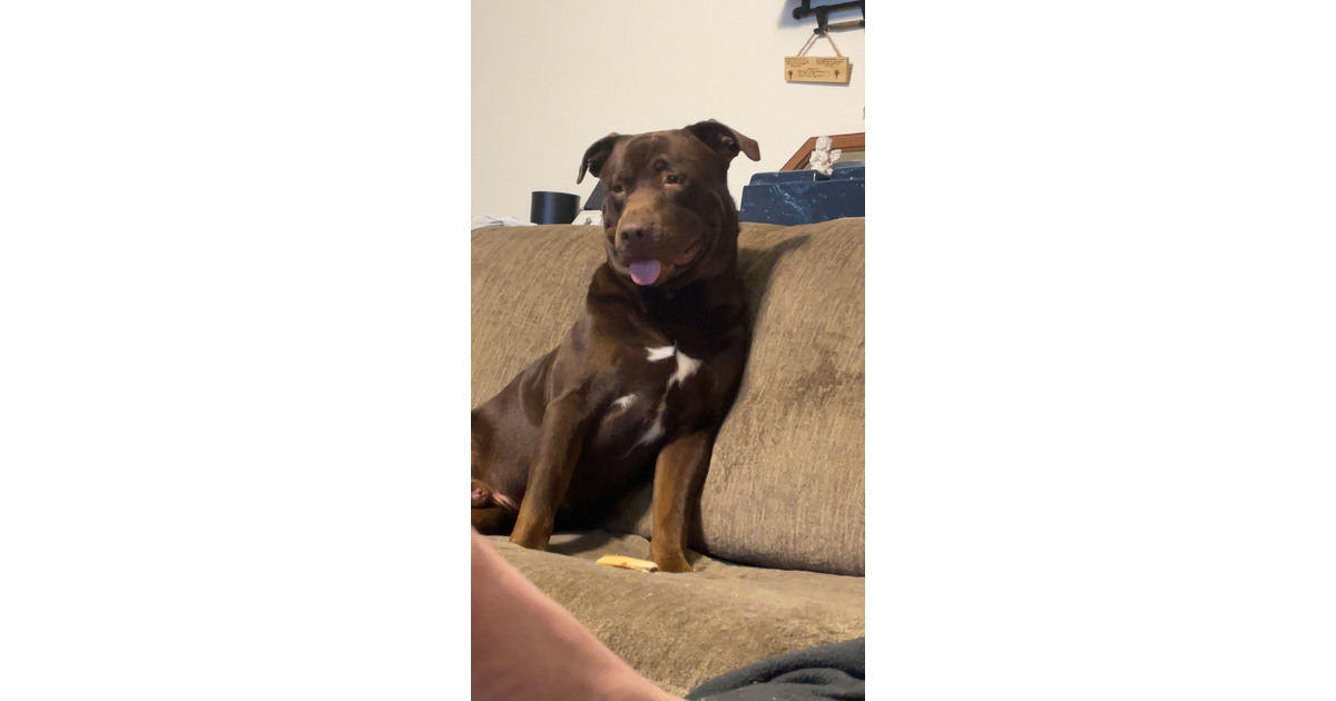 Vote for Areis | Pints for Pets Beer Label Photo Contest