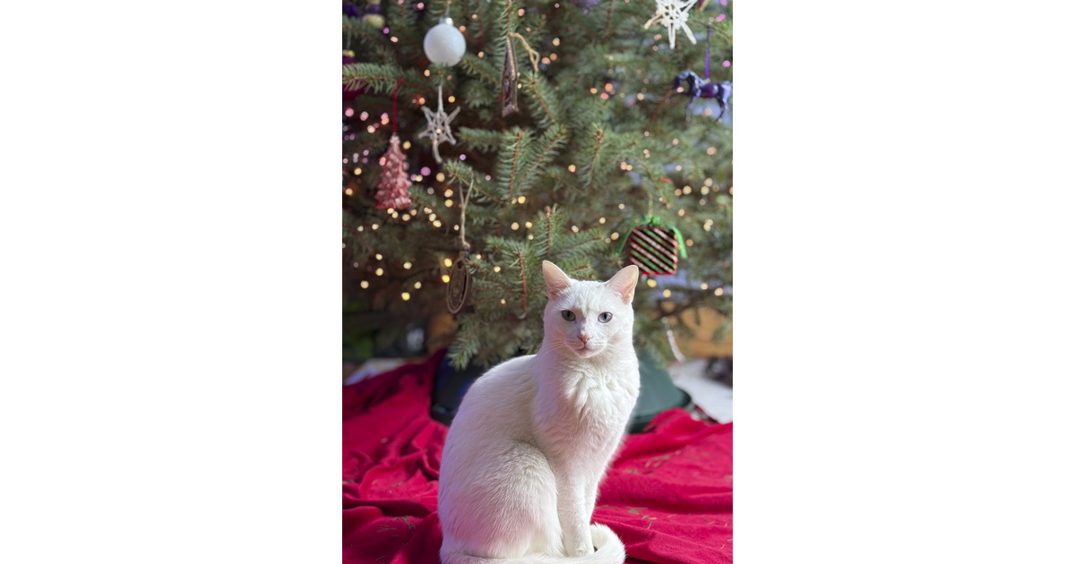 Vote for Zephyrus (Zephyr) | Pet Pride's Cool Cats Calendar Contest