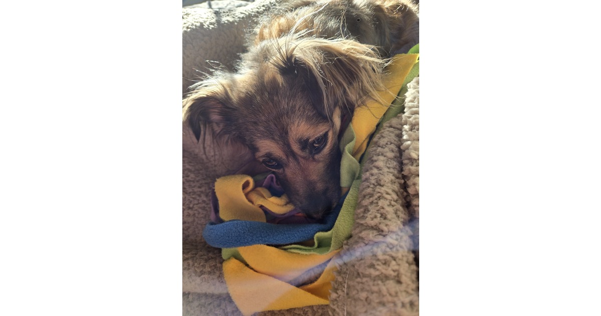 Vote for Toby | Last Chance Ranch 2026 Calendar