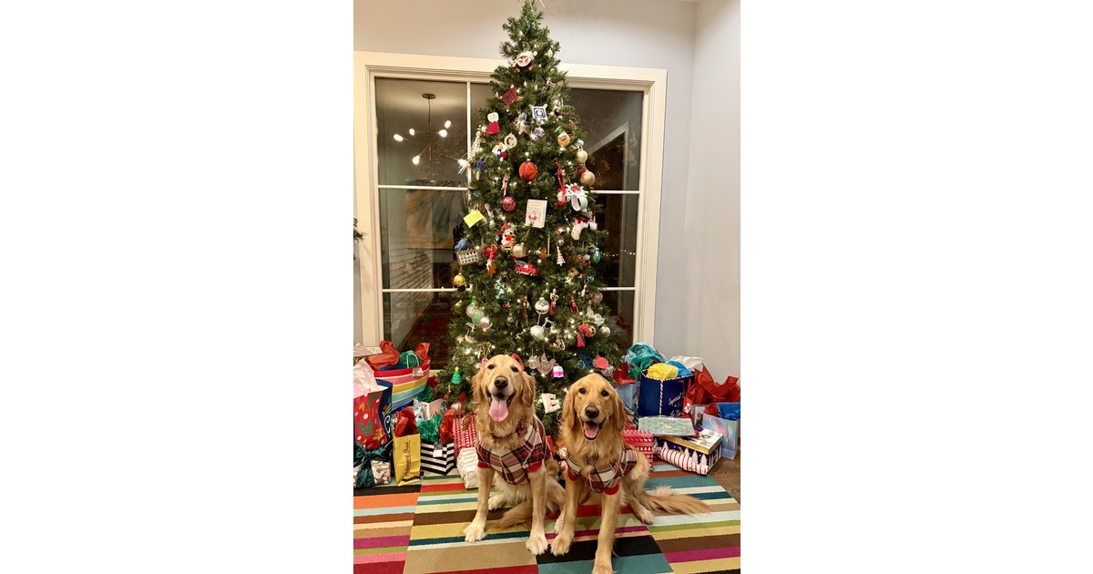 Vote for Snickers and Presley | 2026 Golden Retriever Rescue of North ...