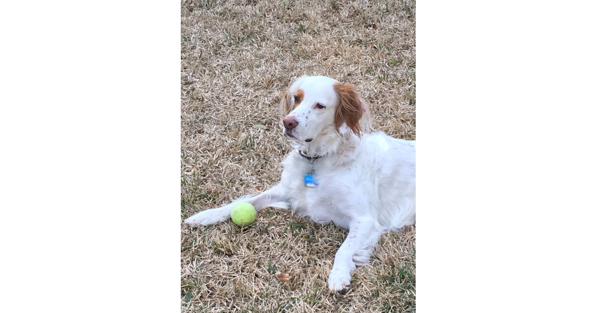 Vote for Roan | English Setter Snapshots Photo Contest